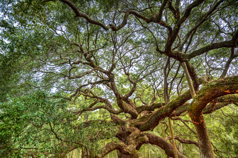 Angel Oak - Angel Oak - 018
