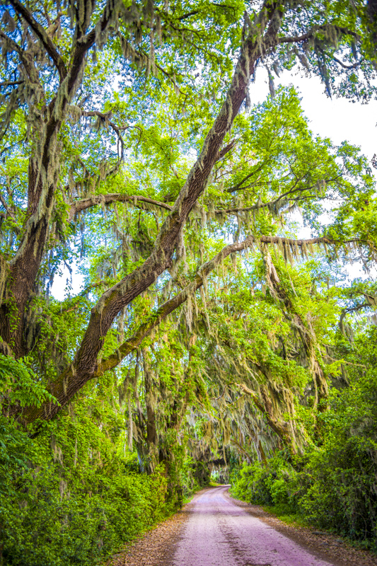 Laurel Hill Wildlife Drive - Savannah National Wildlife Refuge - 015