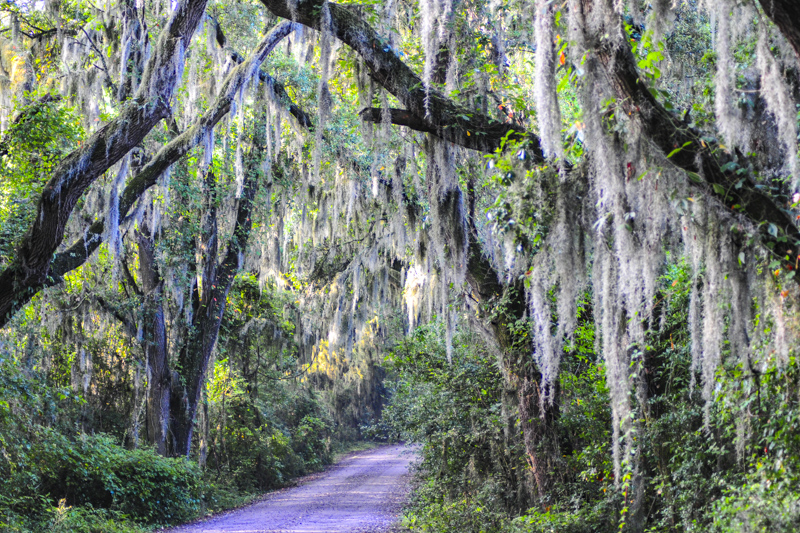 Laurel Hill Wildlife Drive - Savannah National Wildlife Refuge - 025