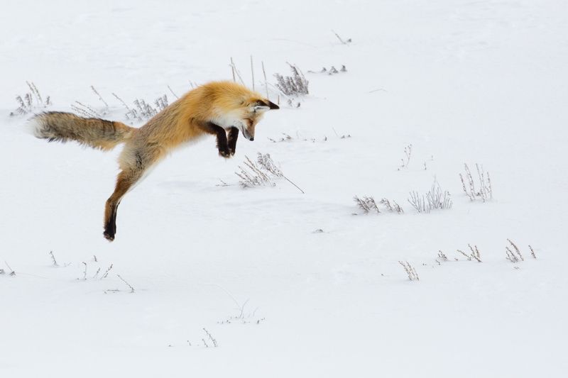 Renard - Yellowstone National Park - 044