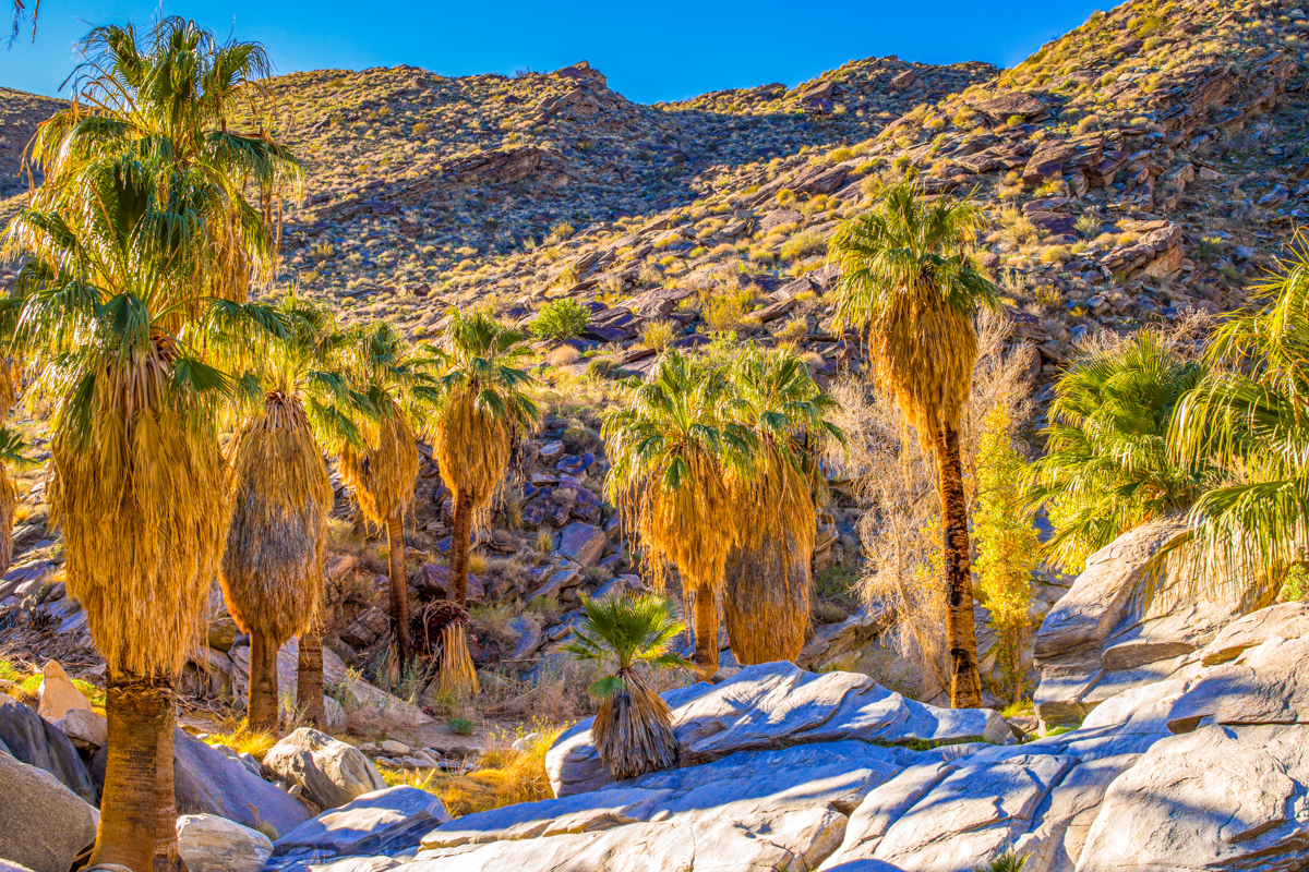 Visiter Indian Canyons et Tahquitz Canyon, près de Palm Springs
