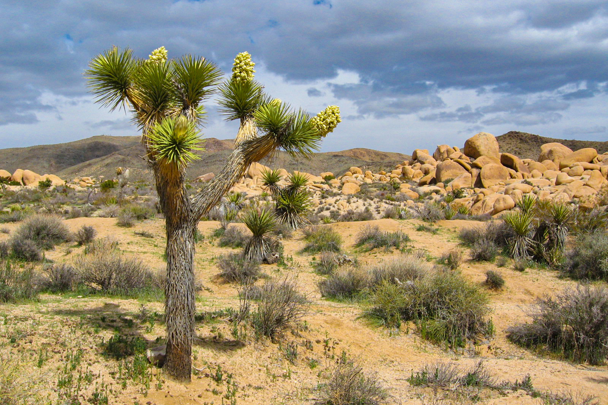 Visiter Joshua Tree National Park : points de vue, randonnées, conseils