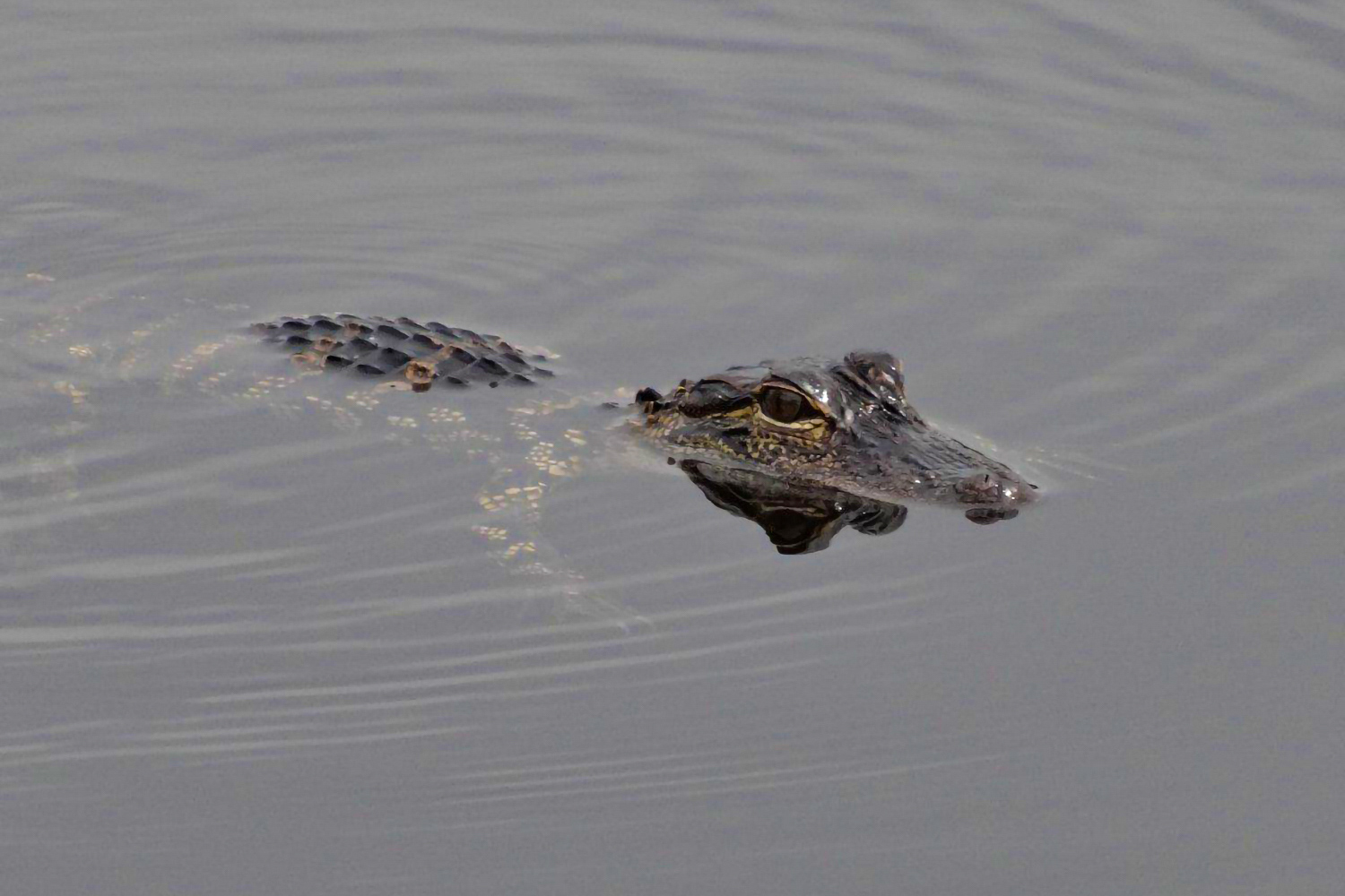Visiter Everglades National Park : conseils, points de vue, randos, tours